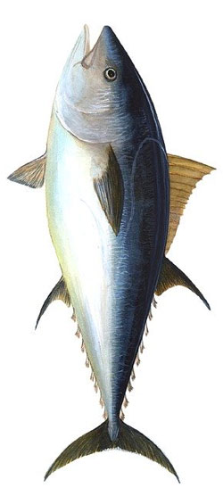 Journée mondiale du thon – Calendrier gratuit Very Utile