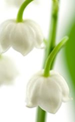 Origine du mois de mai sur le calendrier Very Utile